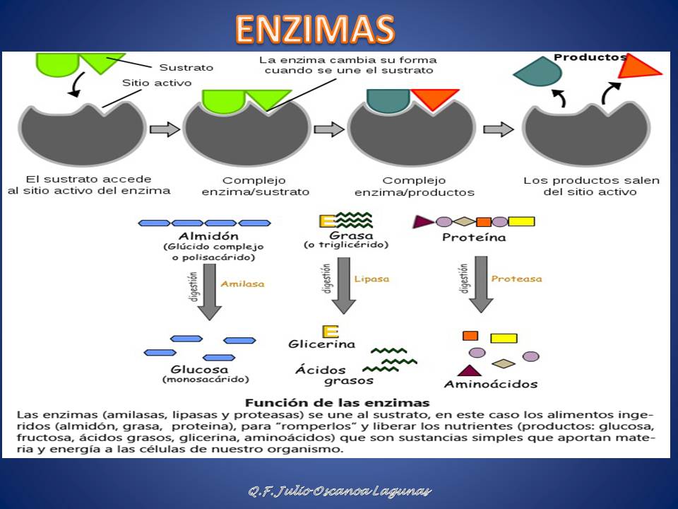 Bioquímica: Enzimas