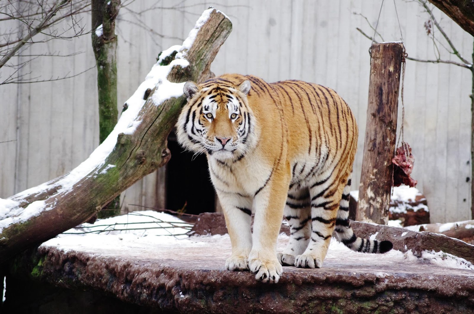 stop mobning: dyre billeder