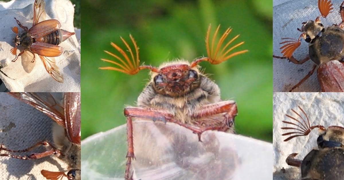 Martin's Moths: The Darling Bug of May