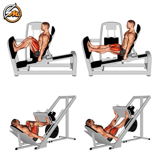 6 Best Leg Exercises for Building Muscle