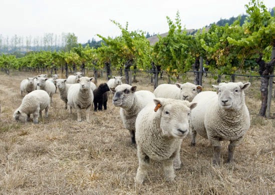 Pashudhan and Animal Science : Dwarfism in Livestock