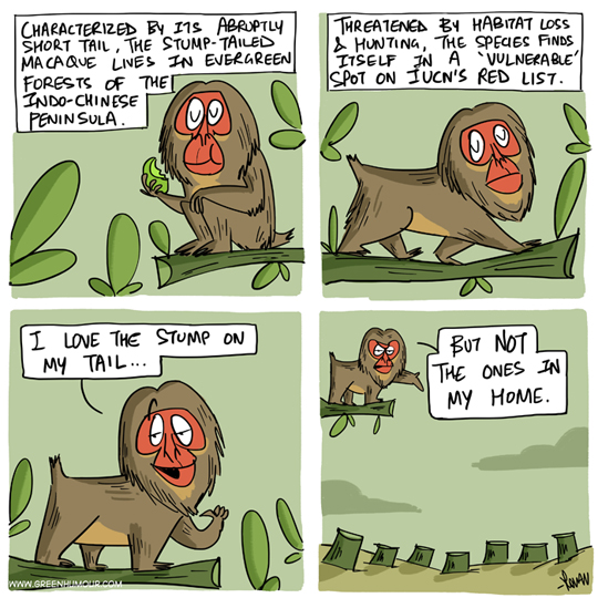 Green Humour: Stump-tailed Macaque