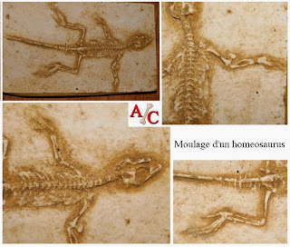 Dinos et fossiles: novembre 2013