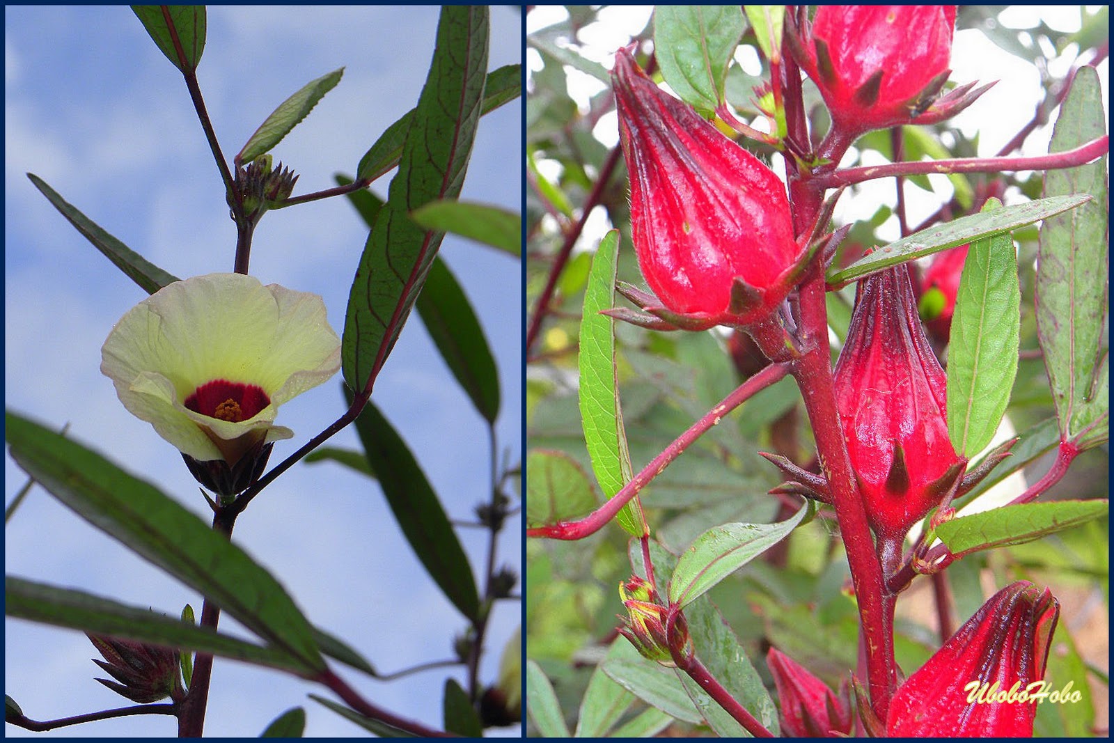 Ubobo Flowers: Rosella