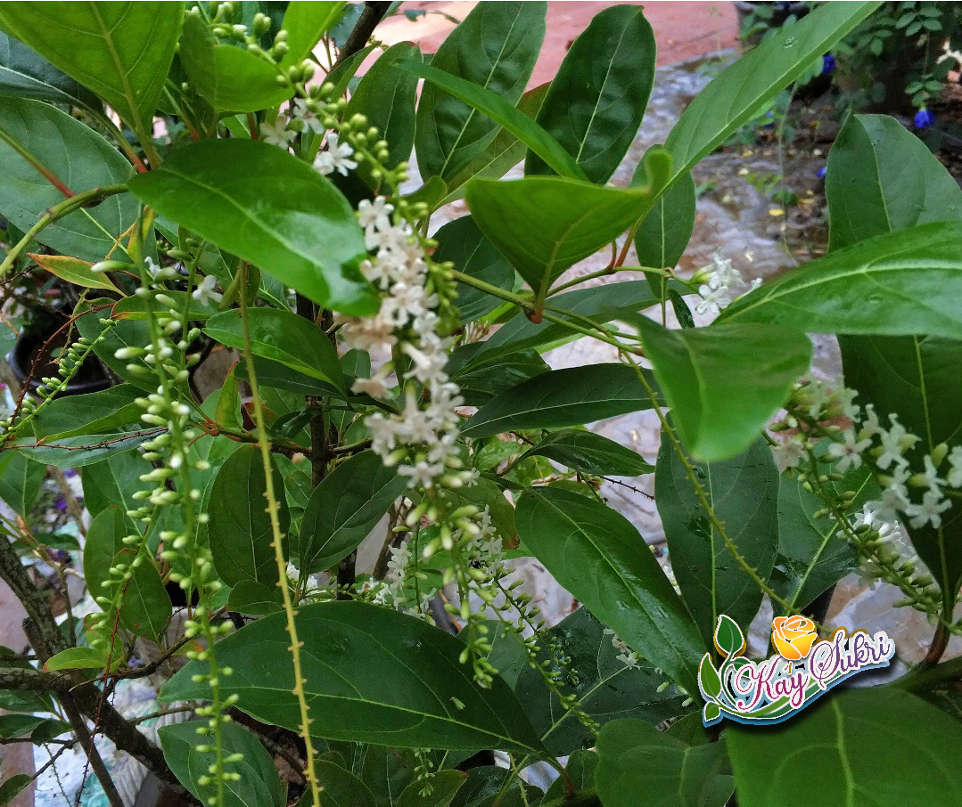 laman impianku...: Bunga Mayang Sari @ Citharexylum Spinosum