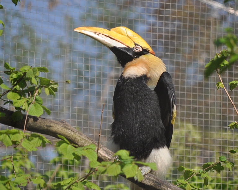 ZOOTOGRAFIANDO (6.100 ANIMALS): CÁLAO BICORNE / GREAT HORNBILL (Buceros ...