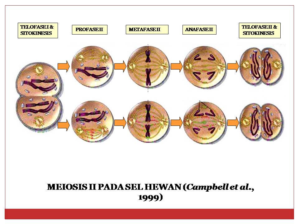 PEMBELAHAN SEL MEIOSIS - XII IPA 3