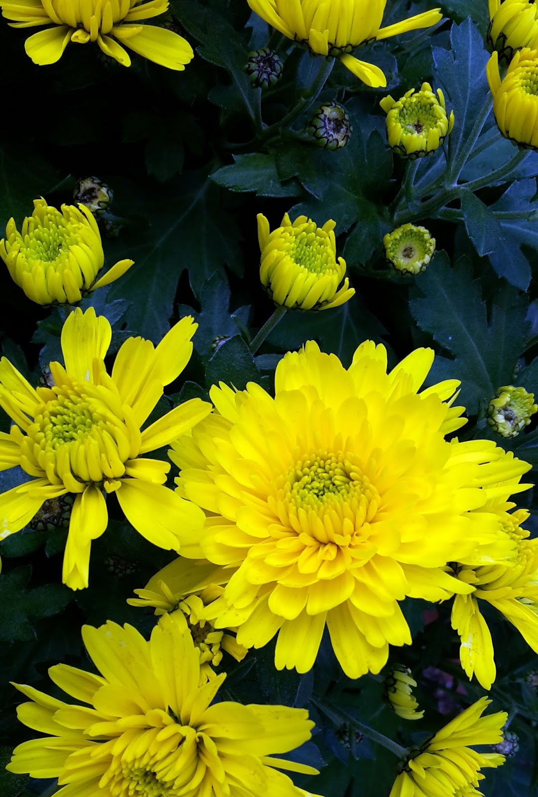 Vademecum Interesting Plants: Dendranthema - Chryzantema - Chrysanthemum