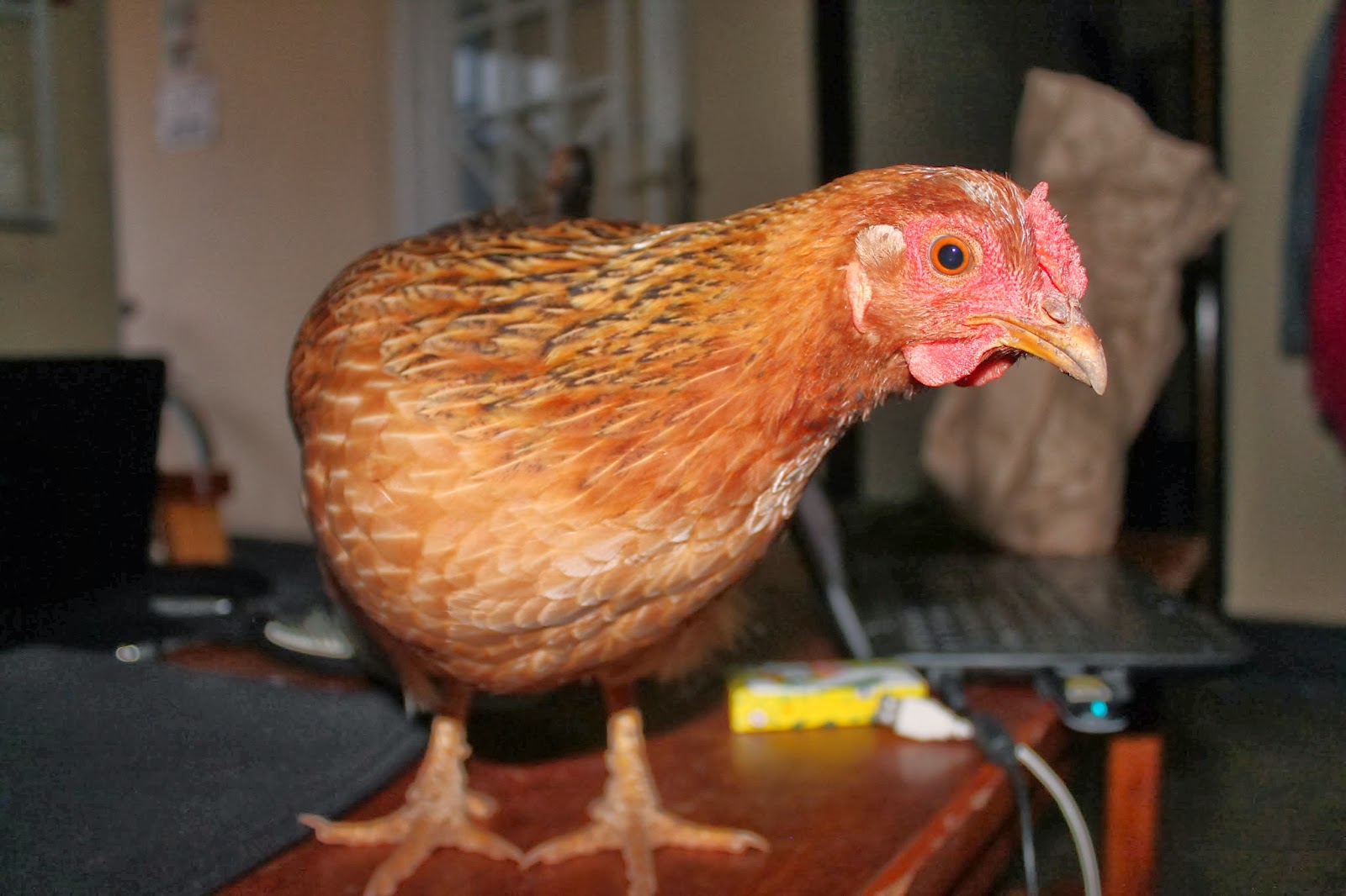 Olivia's in Rwanda!: Chickens, trees and buns.