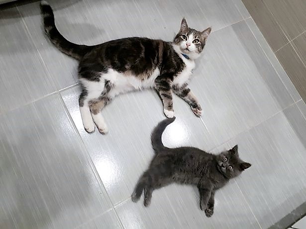 Fedya, the cat with a permanently startled face and chunky cheeks