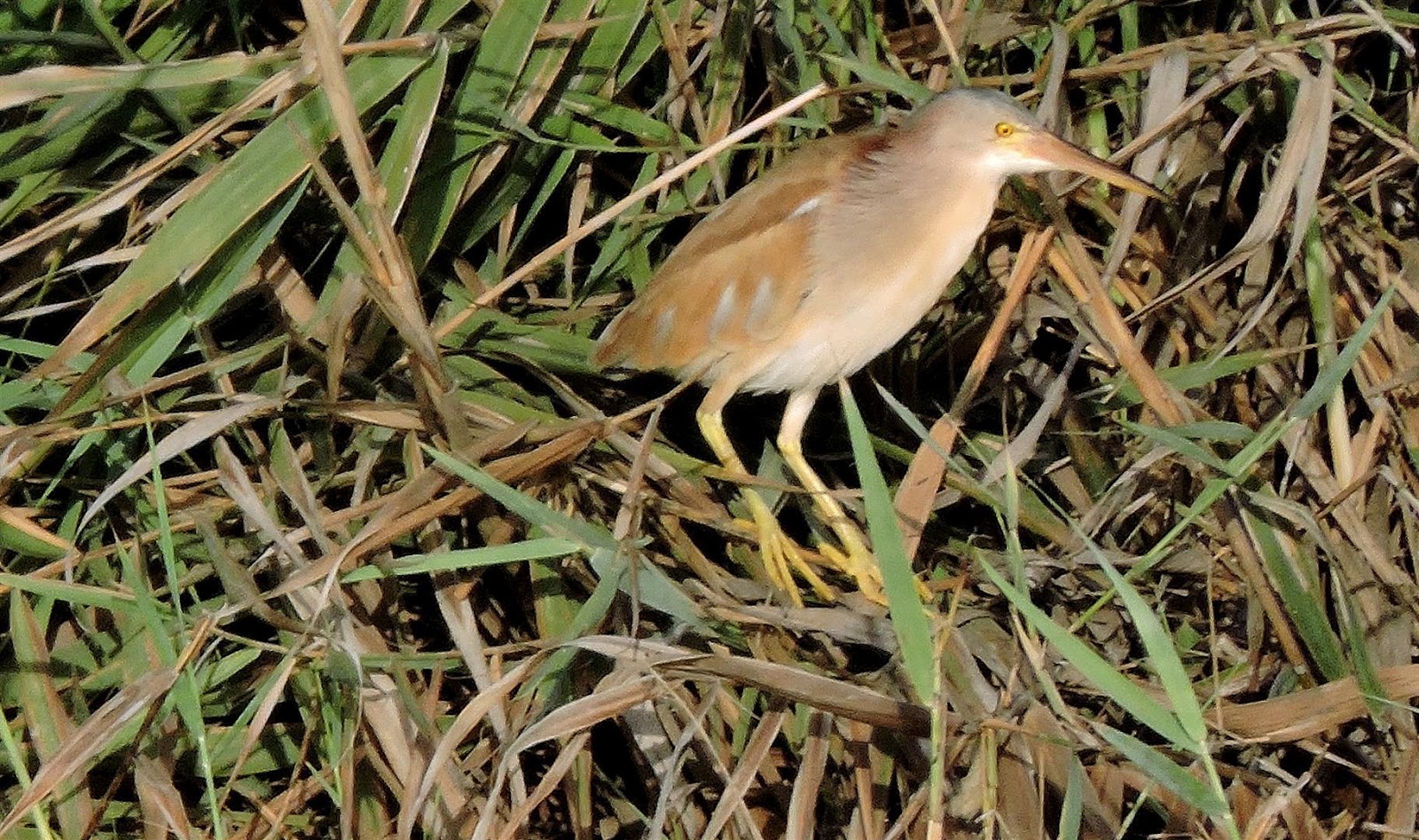 Birding for a Lark: Yellow bittern at East Khawr