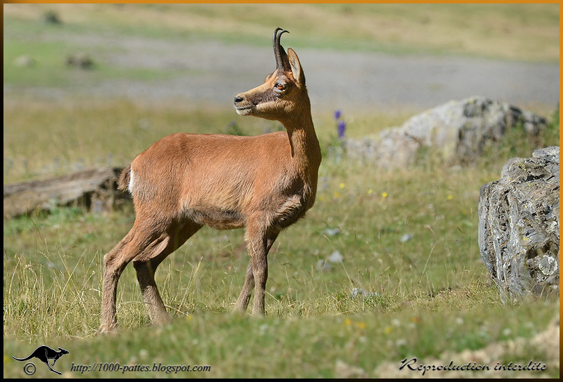 WILDLIFE GATEWAY: L' Isard des Pyrénées - Rupicapra pyrenaica pyrenaica