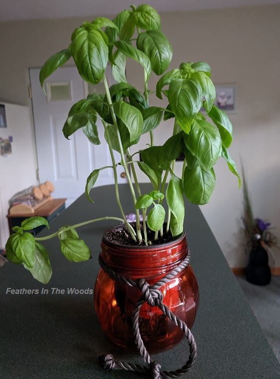 7 ways to use Basil as medicine! - Feathers in the woods