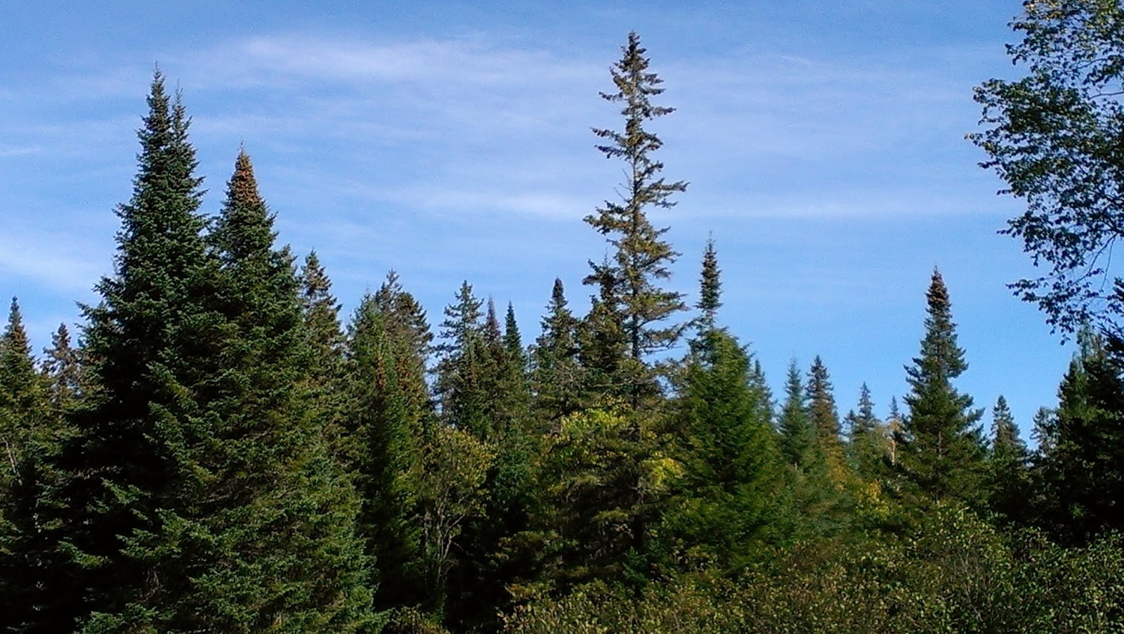 Connecting With Trees: Family of Spruce