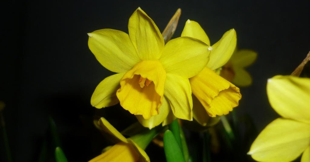 Flores y plantas silvestres: " Narcissus ". Narciso.