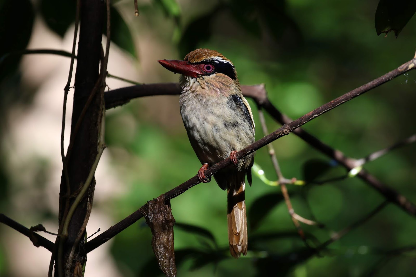 Indonesia birdwatching, Birding Sulawesi, Birding West Papua and ...