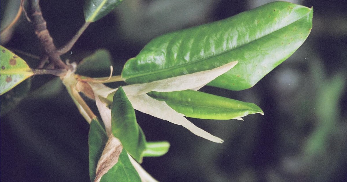 Botany Professor: Plant wrappers - leaf sheaths and bracts