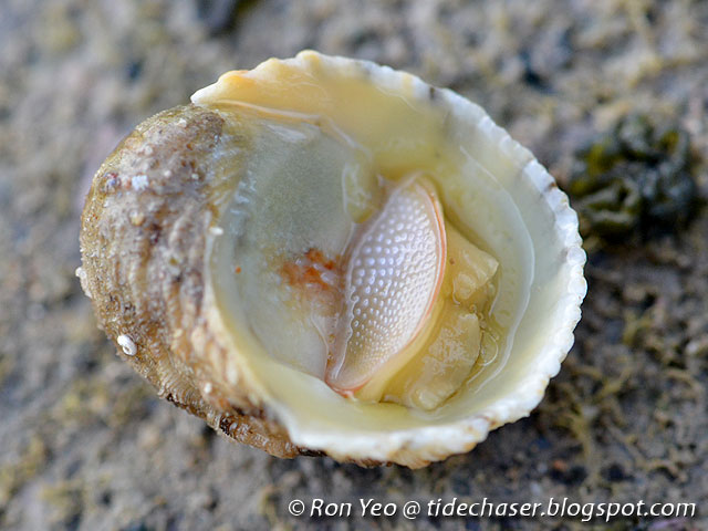 tHE tiDE cHAsER: Nerites (Phylum Mollusca: Family Neritidae) of Singapore