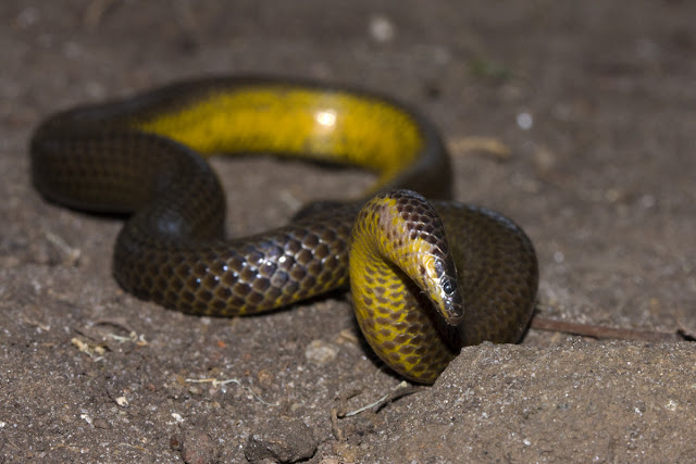 Reptile Research and Conservation Trust Of India: 30 Species Of Indian ...