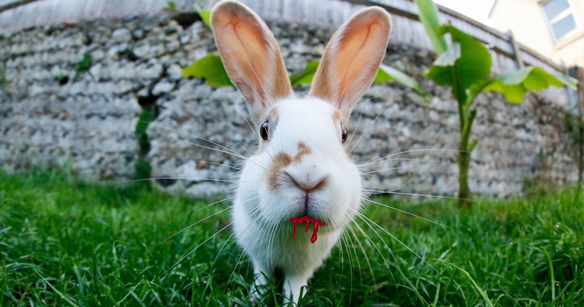 Disturbed Animals - Was That A Terminator Rabbit?