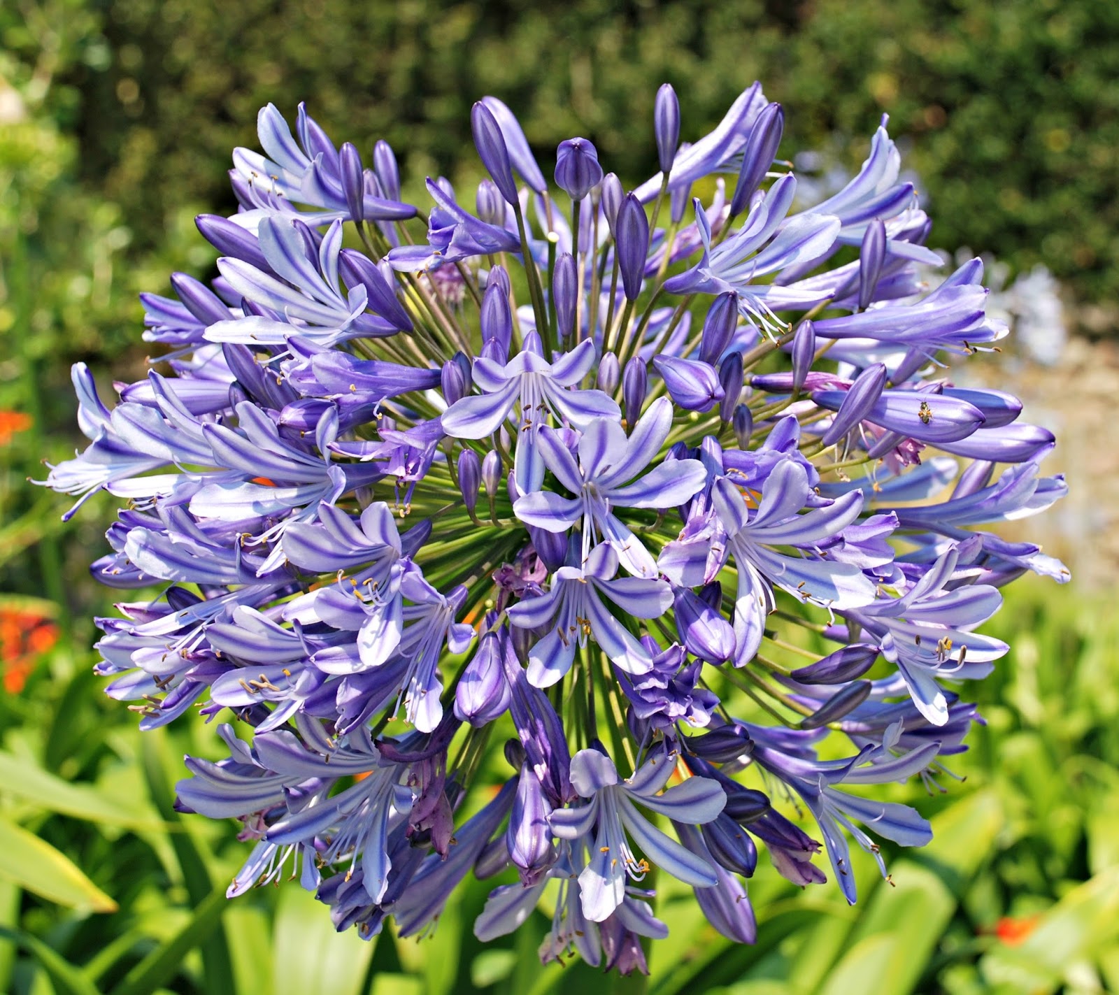 just saying ...: It's all about the Agapanthus ...
