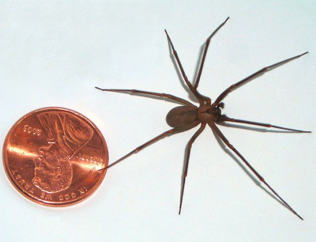 Survival & Outdoor Tips: Common Texas Spiders