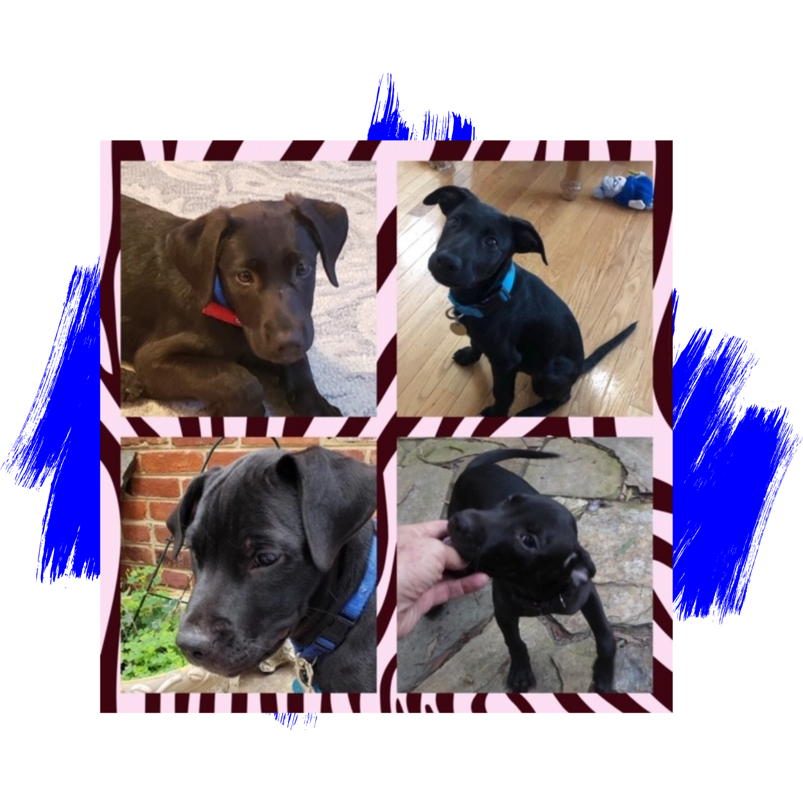 Friday's Friend! Puppy Adoption, Lab Rescue of L.R.C.P., Inc. | from ...