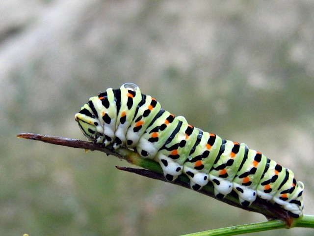 Caterpillar | The Life of Animals