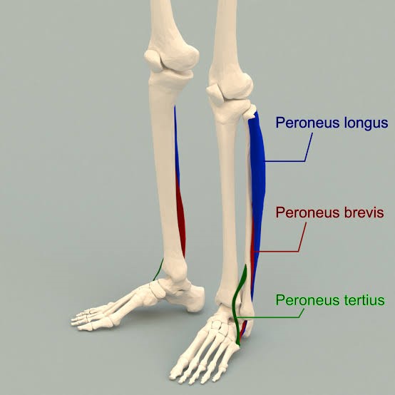 The peroneus muscles in the human body