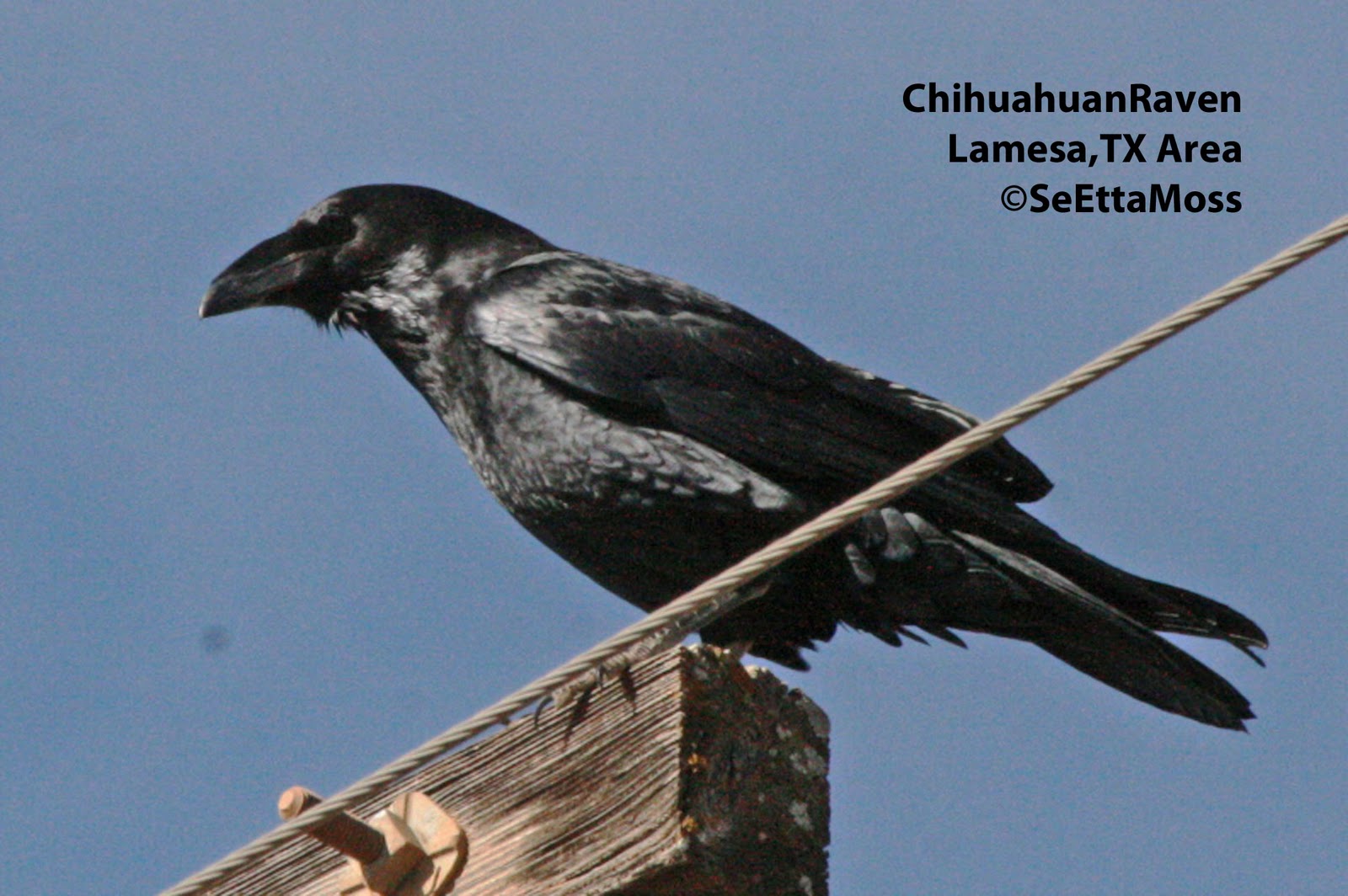 Chihuahuan vs Common Ravens: photo comparison