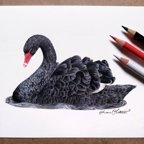 My Owl Barn: Wildlife Drawings By Catherine Scartaccini Of CSIllustrator