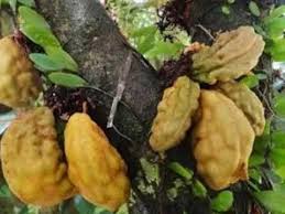 Warisan Petani: Pokok Katak Puru Sudah Berbunga