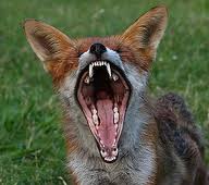 National Geographics: rabid fox very dangerous