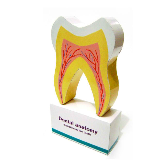 Dental Anatomy Papercraft | Papercraft Paradise | PaperCrafts | Paper ...