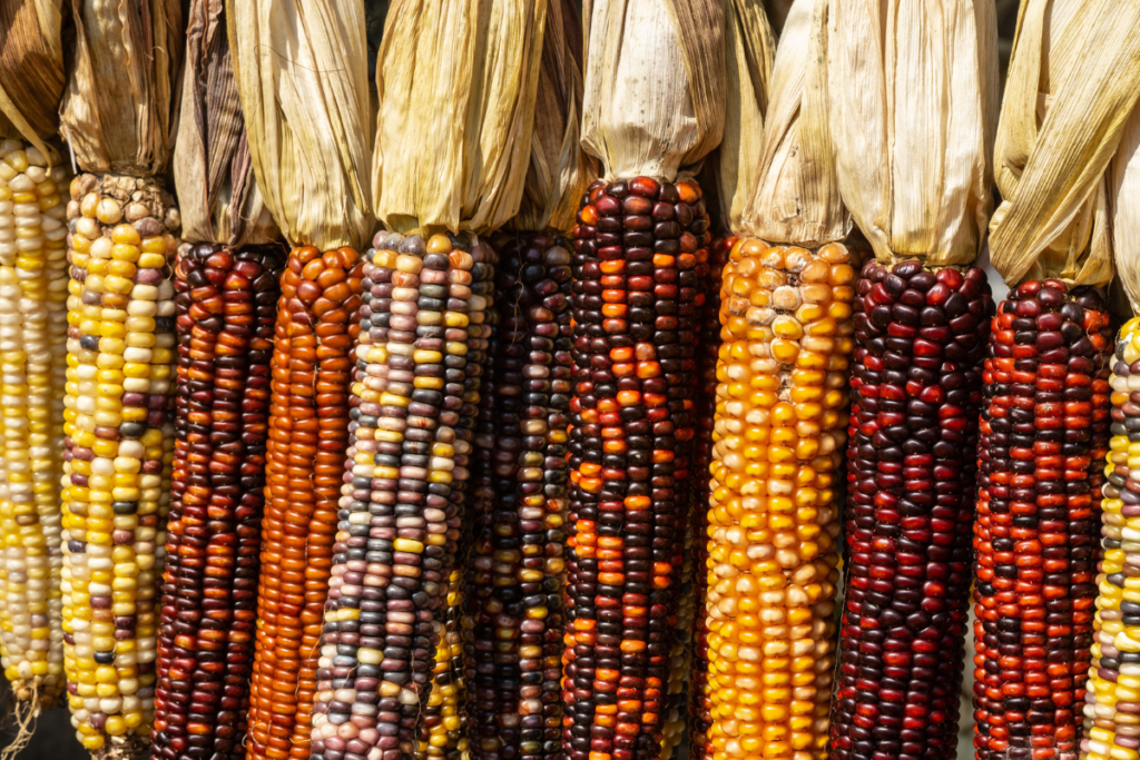 Corn Types - Collage Template