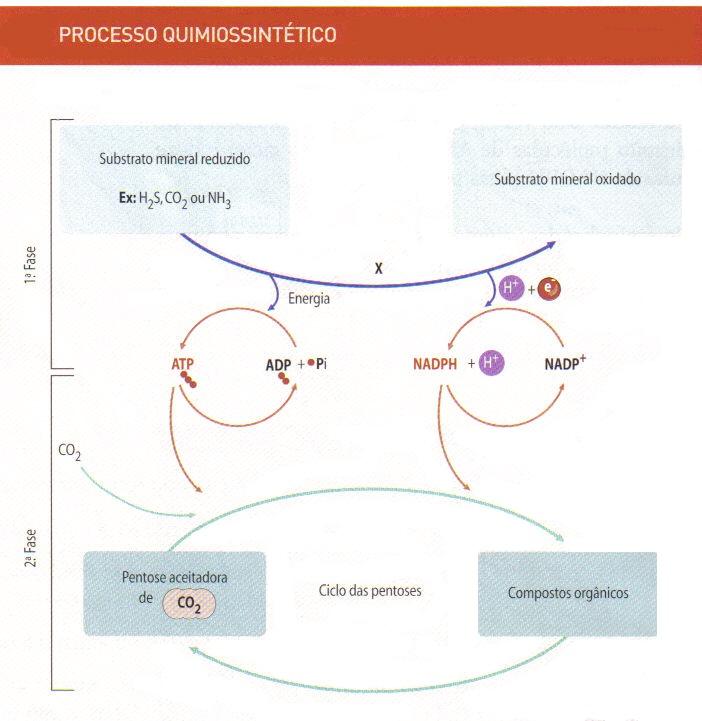 MINHALOGIA: Quimiossíntese