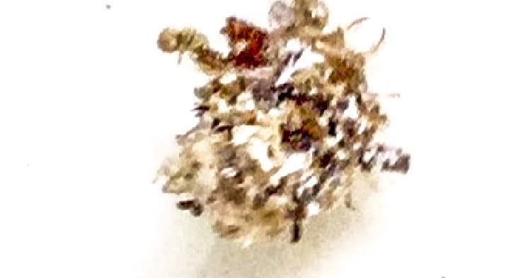 Hiking Curaçao - Flora and Fauna: Dust Bug