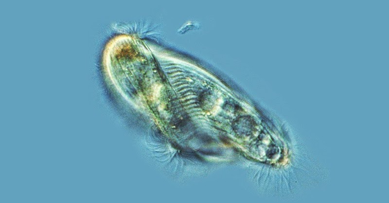 Variety of Life: Armophorea