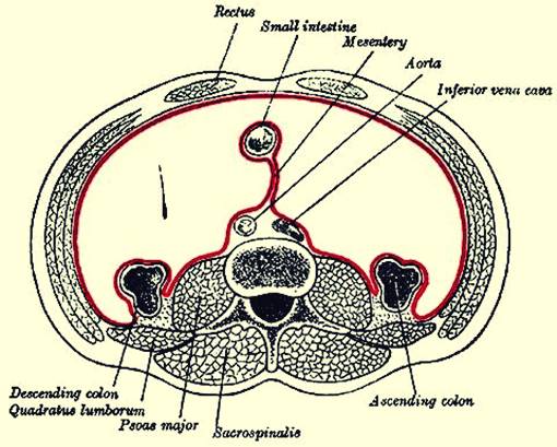 Noutati medicale: Nou organ din corp numit MEZENTER. Fara mezenter nu ...