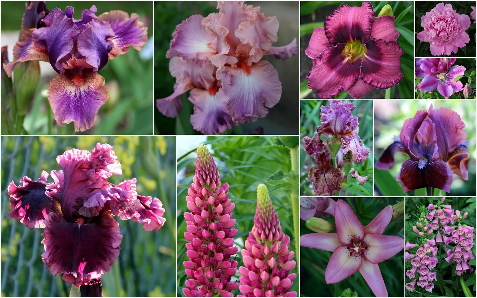 World of Irises: "Talking Irises" TALL BEARDED IRISES: COMPANION PLANTS ...