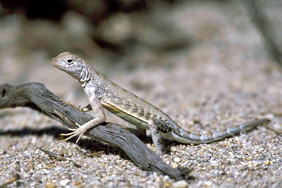 The Azure Gate: Lizards - Part III