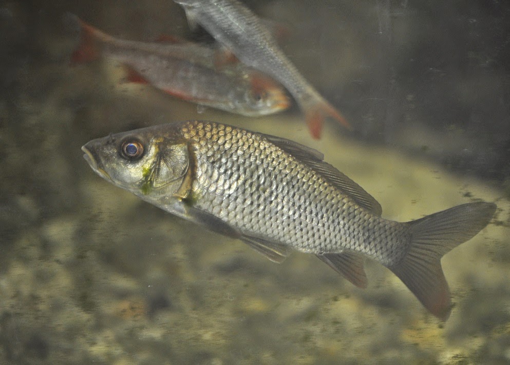 ZOOTOGRAFIANDO (6.096 ANIMALS): CARPÍN / CRUCIAN CARP (Carassius carassius)