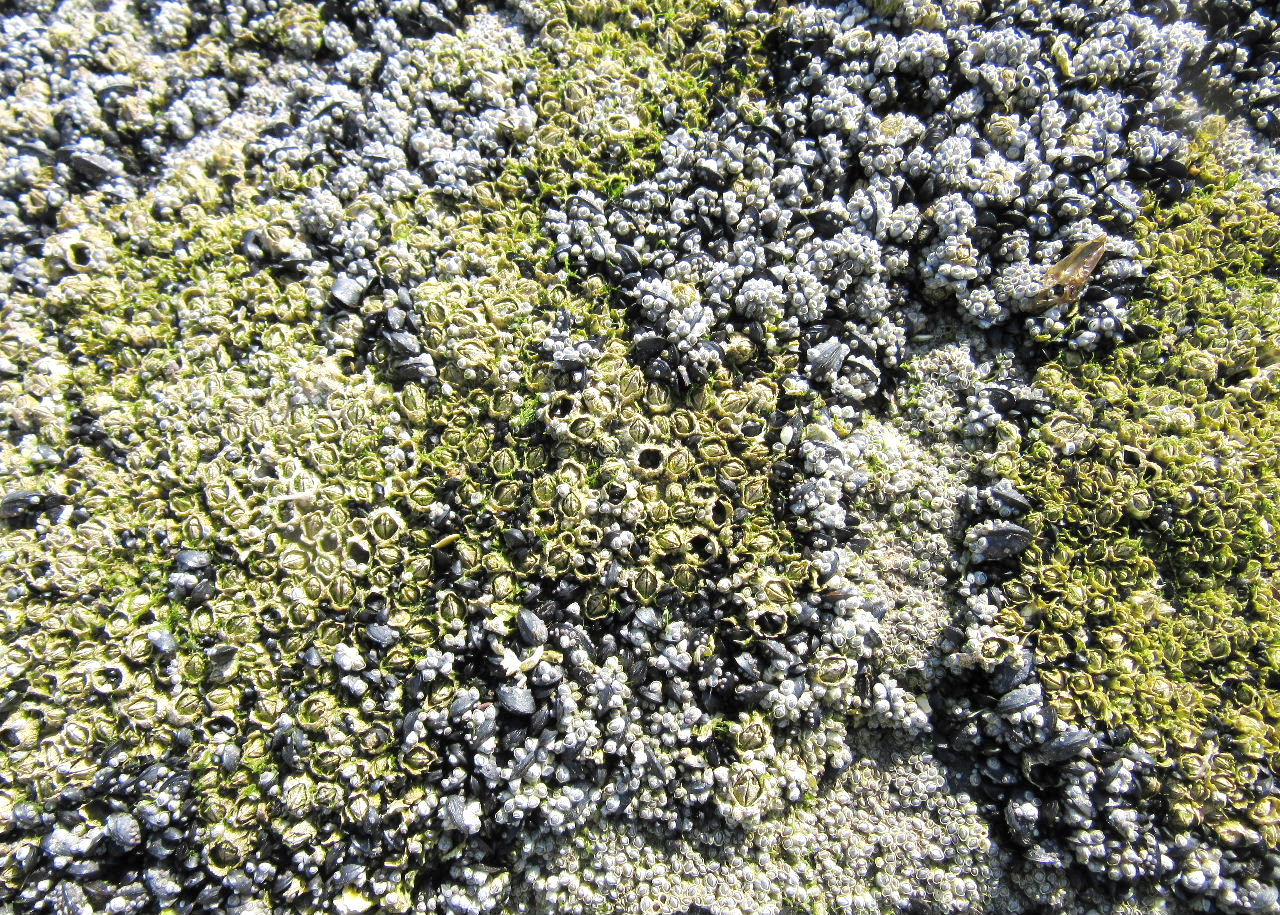 Largo Baywatch: Barnacle Rock Patterns