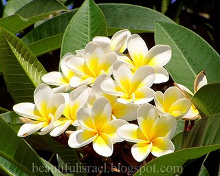 ♣ Vriksha ♣ Sasya ♣ Lata ♣: deva ganneru puvvu / plumeria acutifolia