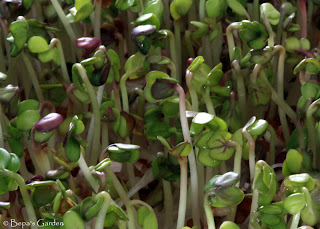 Bepa's Garden: Growing Sprouts