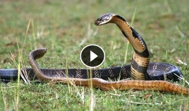 OMG!! THIS IS ANOTHER NEW COMPLICATION 2017 - SNAKE VS SNAKE. FIGHT TO ...