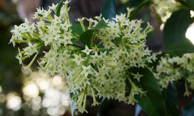 15+ Gambar Bunga Melati Cantik - ServerGambar01