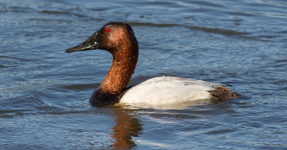 CANVASBACK