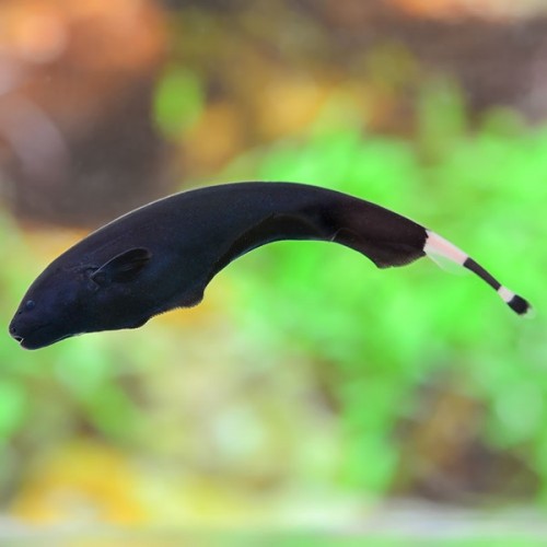 Ikan Black Ghost Mati Alan Langdon