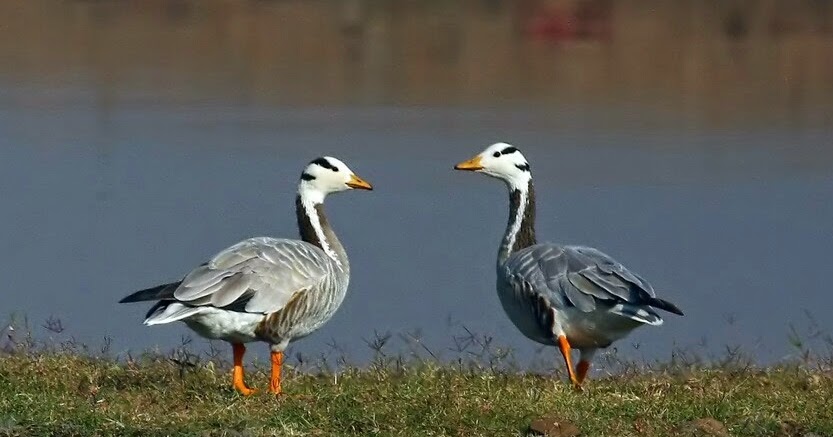 How Bar Headed Geese Fly Over Himalayas